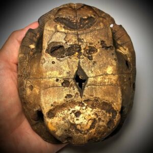 Thai Hanuman God Carved on Tortoise Shell – Thailand Amulet